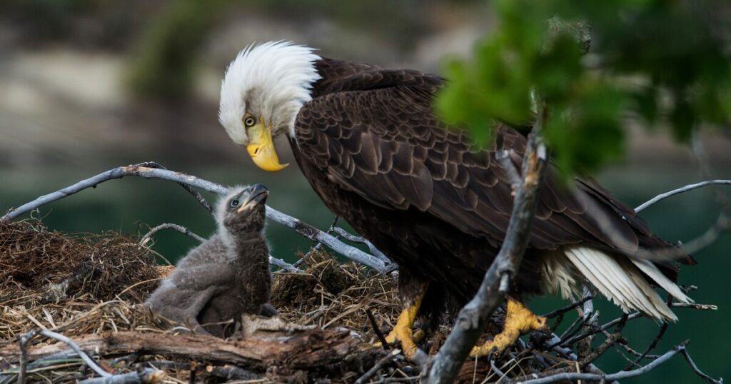 Seasonal Closures in Prescott National Forest for Bald Eagle Nesting ...